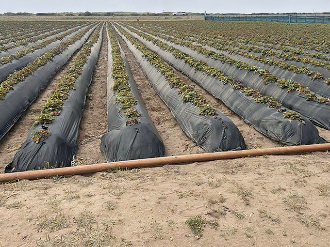 The architecture of agriculture—neat rows of black plastic mulch protecting tender plants while maximizing California's precious water resources.