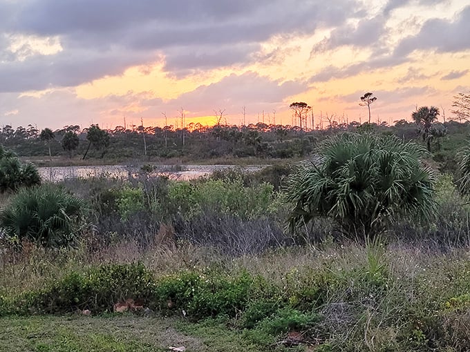 Mother Nature's nightly light show paints the wetlands in golden hues, proving Florida sunsets are best enjoyed away from beachfront high-rises.
