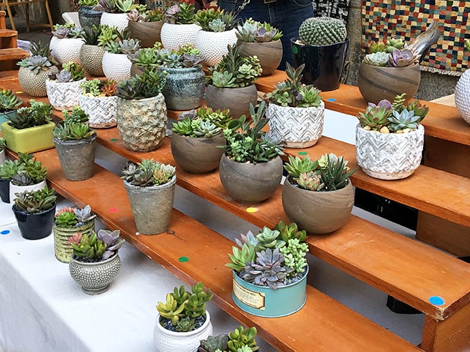 Succulent heaven on wooden tiers! These little green survivors thrive on neglect—perfect roommates for those of us who travel frequently.