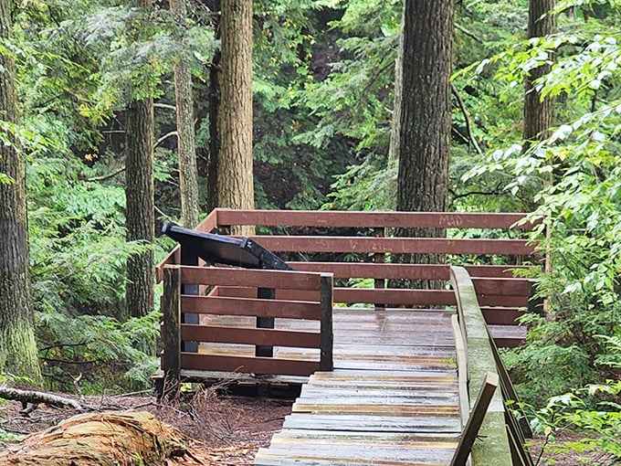 The viewing deck offers front-row seats to nature's greatest show—no tickets required, just comfortable shoes and an appreciative eye.