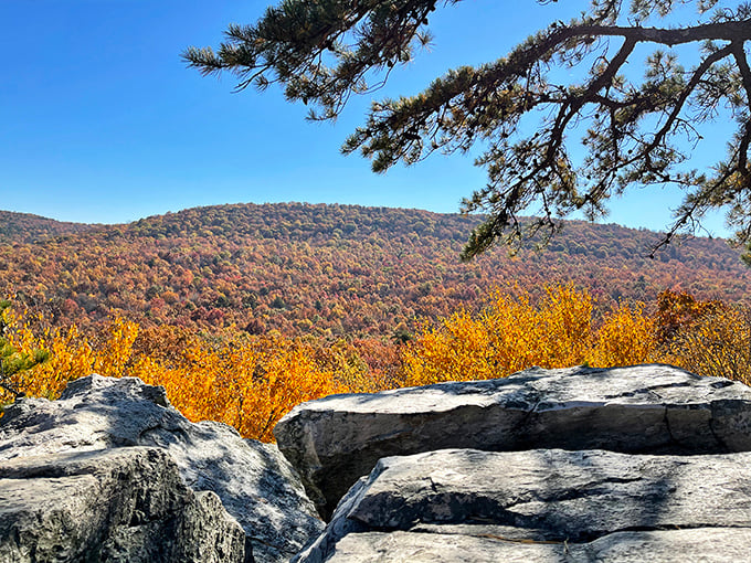 Nature's autumn fashion show—where the mountains dress in their Sunday best and rocks provide front-row seating.