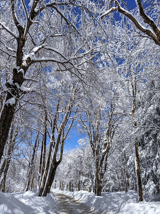 Winter's artistic masterpiece – snow-laden branches create nature's crystal cathedral, where silence speaks volumes and footsteps write temporary poetry.
