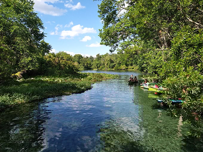 Crystal waters carve paths through Florida's wilderness, inviting explorers to discover what lies around each verdant bend.