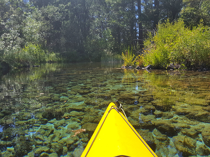 Paddling through nature's aquarium—where every stroke reveals another underwater garden that no aquascaper could ever hope to replicate.