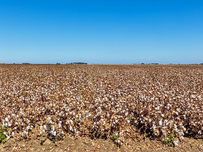 Fields of cotton stretch to the horizon, a fluffy white sea that reminds you this is working California, where agriculture still reigns supreme.