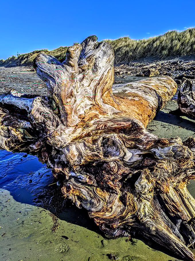 This weathered driftwood tells more stories than your uncle after his third glass of holiday punch. Nature's sculpture garden, free of charge.