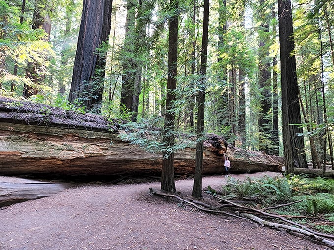 This fallen giant now serves as nature's most impressive bench. When redwoods retire, they become horizontal monuments that continue giving life for centuries.