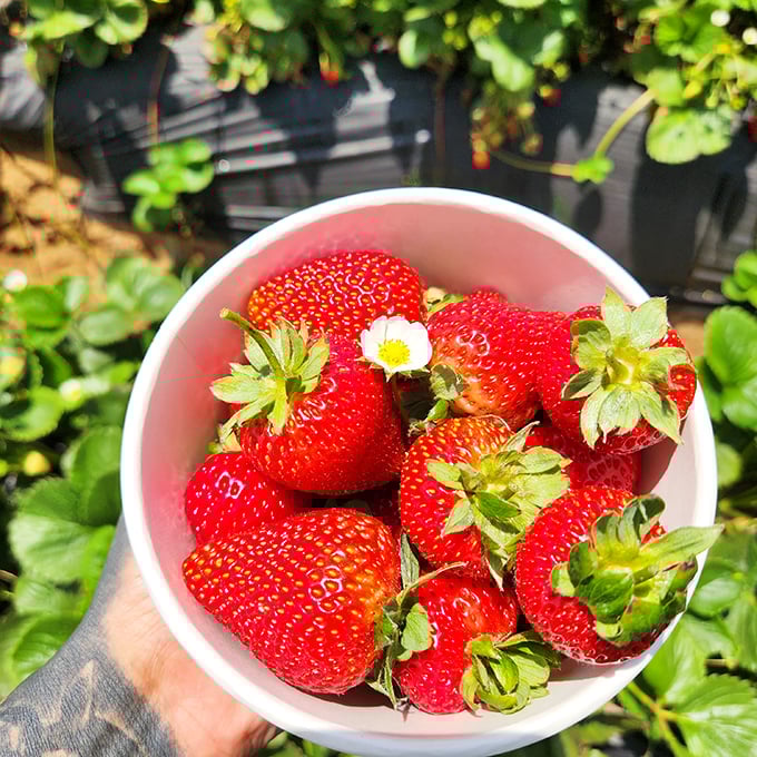 Nature's perfect dessert bowl—these just-picked berries need no adornment, though they wouldn't complain about a little whipped cream.