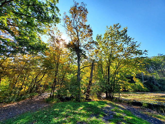 Sunlight playing hide-and-seek through the canopy. These golden-green sentinels have been standing guard for generations.