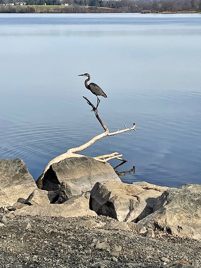 The great blue heron stands like a zen master on its driftwood throne. Patient, poised, and probably judging your fishing technique.