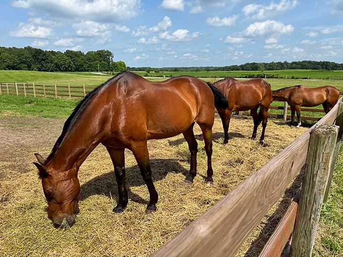 These magnificent horses don't just eat hay—they're living history lessons on four legs, showcasing breeds that would have worked Indiana farms a century ago.