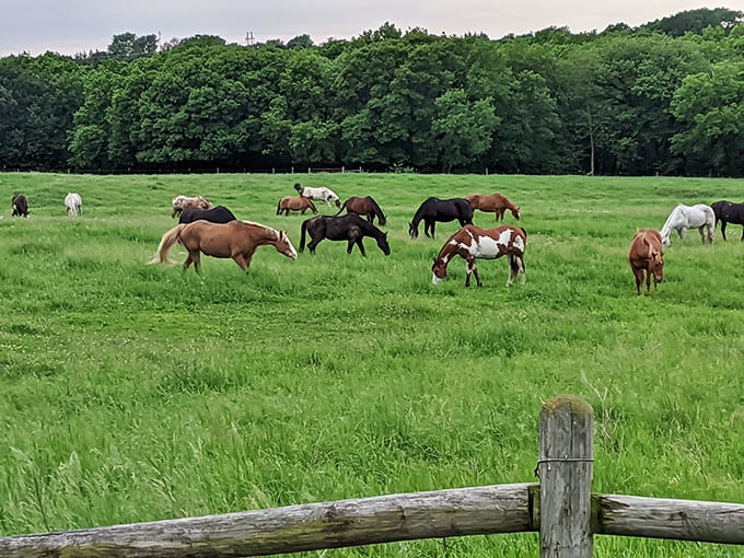 These majestic creatures aren't just posing for your photos—they're living their best equine lives in meadows that seem to stretch forever.