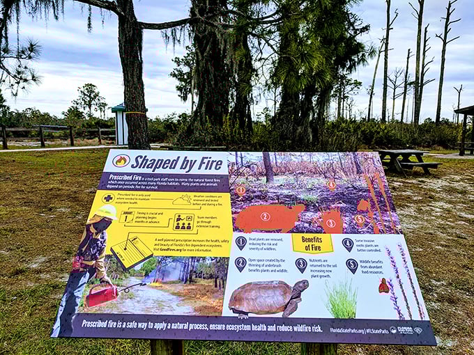 "Shaped by Fire" – educational signage explaining how controlled burns aren't disasters but nature's reset button for healthy ecosystems.