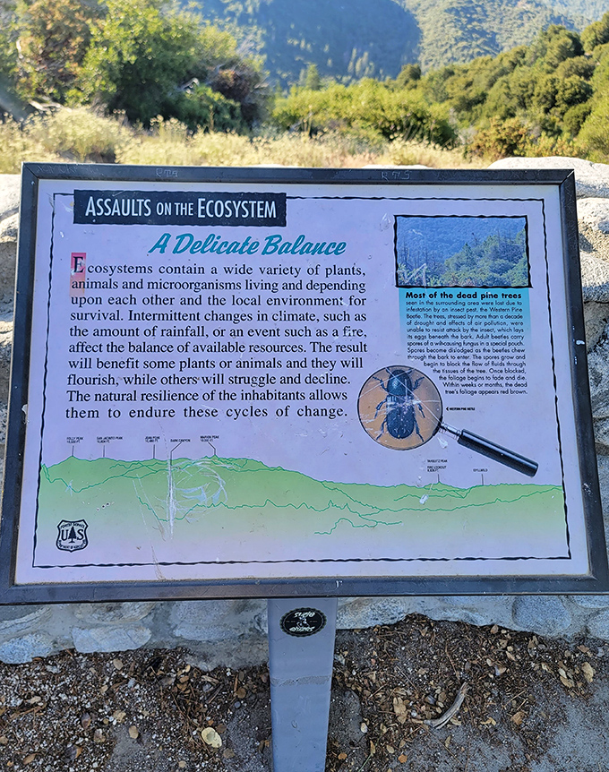 "Assaults on the Ecosystem"—even the educational signs here offer drama and intrigue, turning a nature lesson into a compelling mountain mystery.