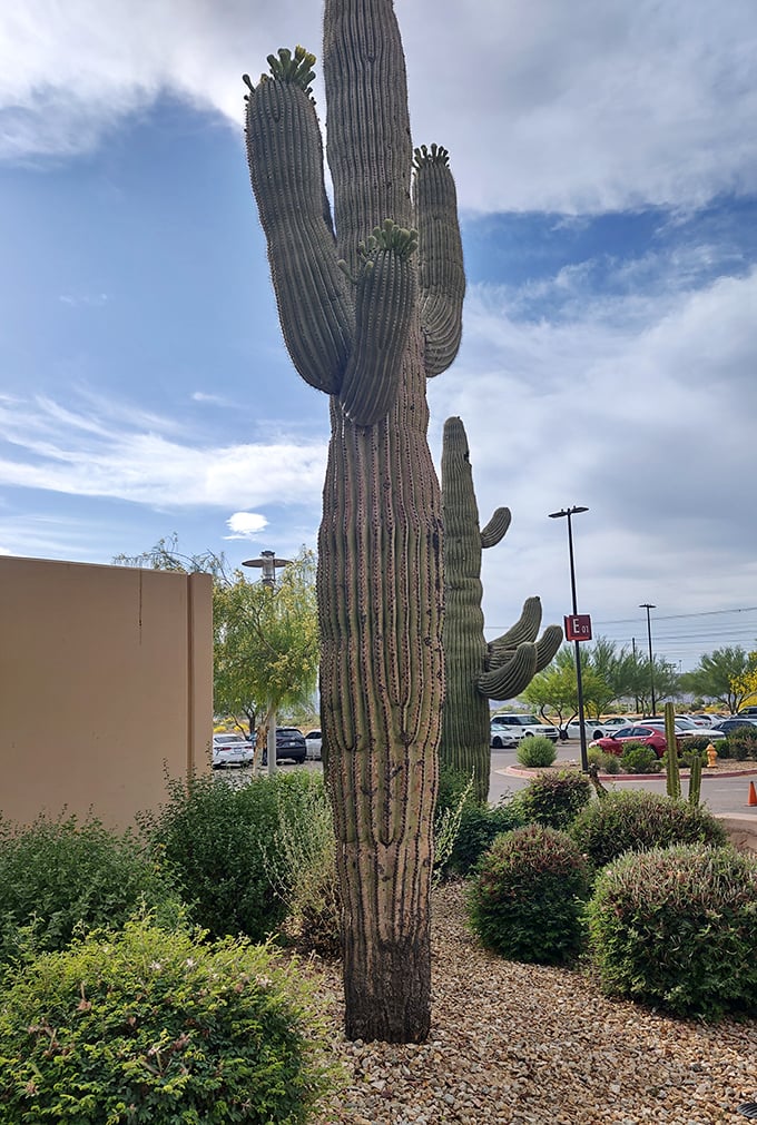 Even the saguaro knows this is prime real estate—it's been standing guard over shoppers for probably longer than us.