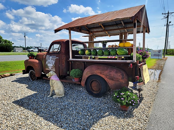 This vintage truck doesn't just display produce—it showcases Americana on wheels. Even the dog seems to appreciate its rustic charm!