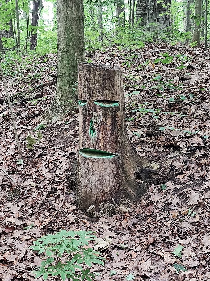 Nature's art gallery – this tree stump with its mysterious green markings tells stories of forest life and woodland magic.