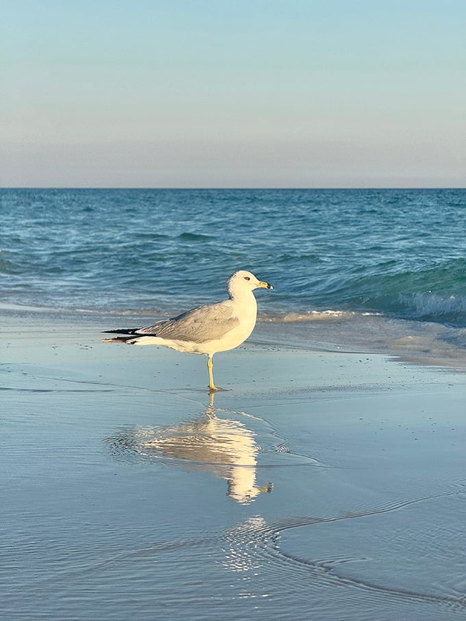"Excuse me, this is MY beach." This seagull clearly practices mindfulness—completely present in its perfect reflection moment.