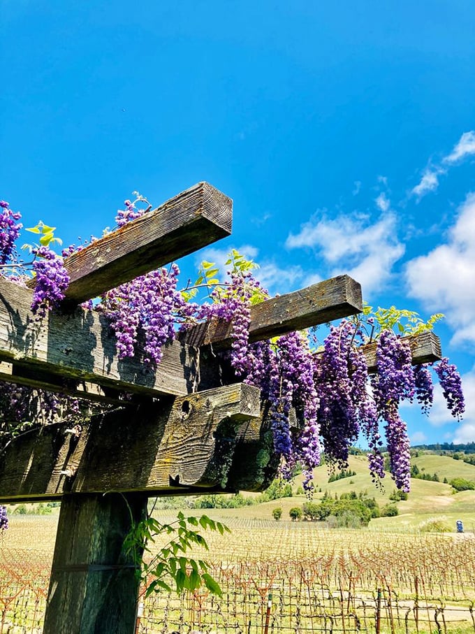 Cascading wisteria transforms wooden beams into a floral waterfall – proving that in wine country, even the architecture blooms.