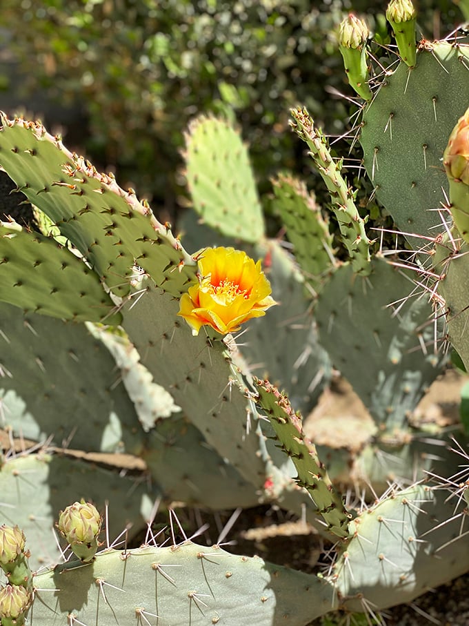 A prickly pear's way of apologizing for all those thorns – one perfect yellow flower that makes the danger almost worthwhile.