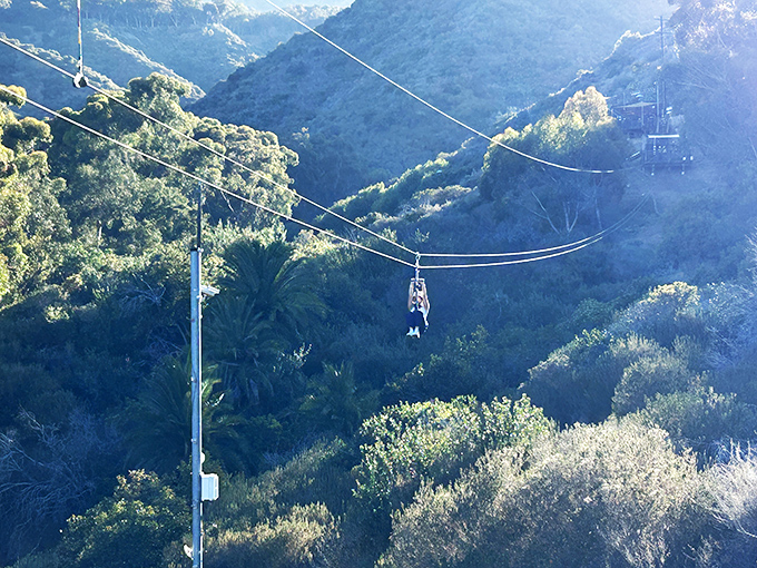 The island zipline offers a bird's-eye view and that rare opportunity to scream with delight while suspended hundreds of feet above the ground.