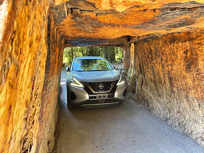A car squeezes through the living tunnel of the Chandelier Drive-Thru Tree, a tight fit worth the adventure.