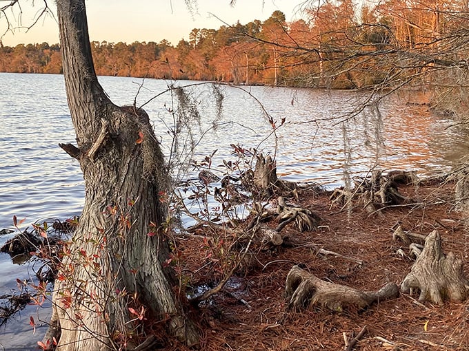 Autumn transforms Jones Lake's shoreline into a painter's palette of rusty reds and burnt oranges. Even the twisted roots seem to reach out for one last touch of warmth.