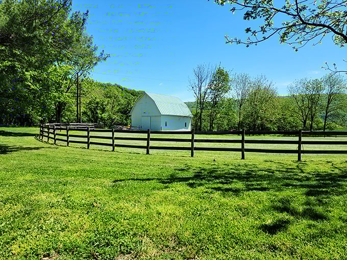 That white barn isn't just picturesque—it's practically auditioning for a country music video or your next family Christmas card.