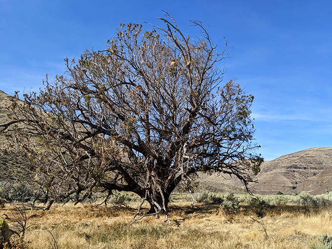 This ancient cottonwood stands as a weather-beaten sentinel, witnessing seasons change while we humans check our watches.