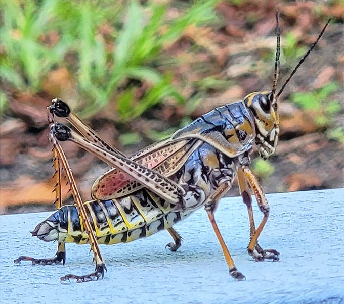 Nature's fashion model strikes a pose. This grasshopper dressed in its Sunday best didn't expect paparazzi on the trail.