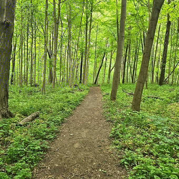 Nature trails wind through Spurgeon Woodland Reserve, offering free therapy sessions courtesy of rustling leaves and birdsong.