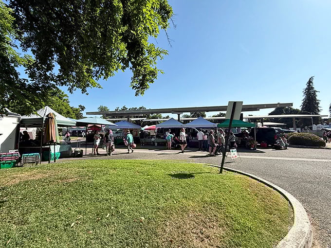 The Farmers' Market transforms ordinary parking lots into vibrant community gatherings where the produce actually grew nearby, not on another continent.