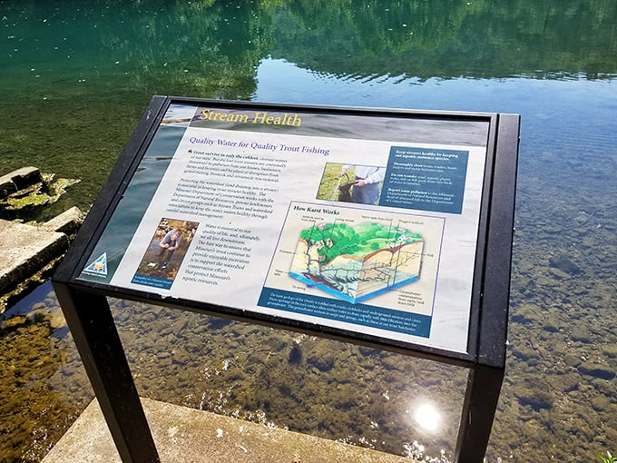 Knowledge with a view – educational signage explains the delicate ecosystem while the pristine waters below offer a live demonstration of what's at stake.