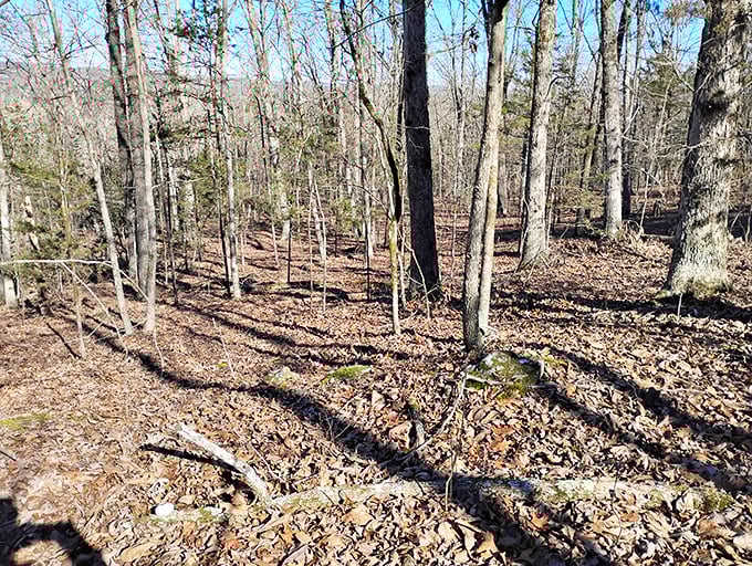 Hiking these wooded trails costs nothing but time, offering natural therapy and exercise among the dappled sunlight of Arkansas forests.