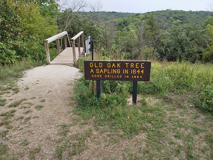 History rooted in time. This oak was already a teenager when pioneers first passed through – talk about the ultimate witness to Nebraska's story.