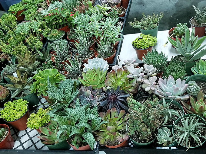 A miniature jungle of succulents offers instant gratification for aspiring plant parents—these hardy specimens forgive even the most neglectful gardeners.