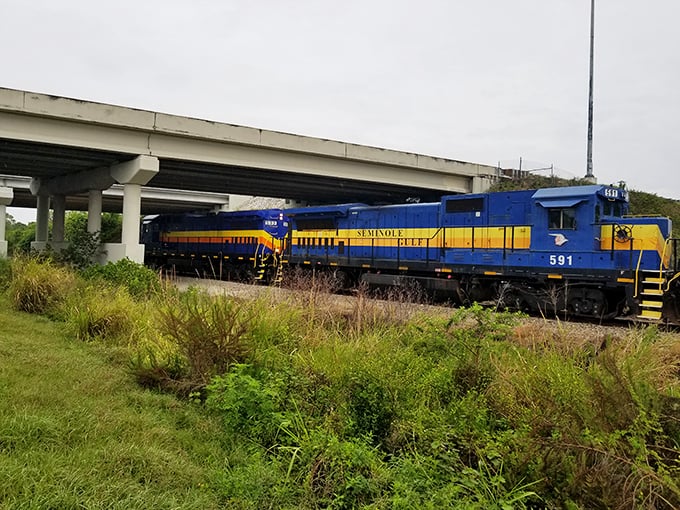 Power and grace: The locomotive navigates Florida's subtropical landscape with the confidence of a vessel that knows its waters well. 