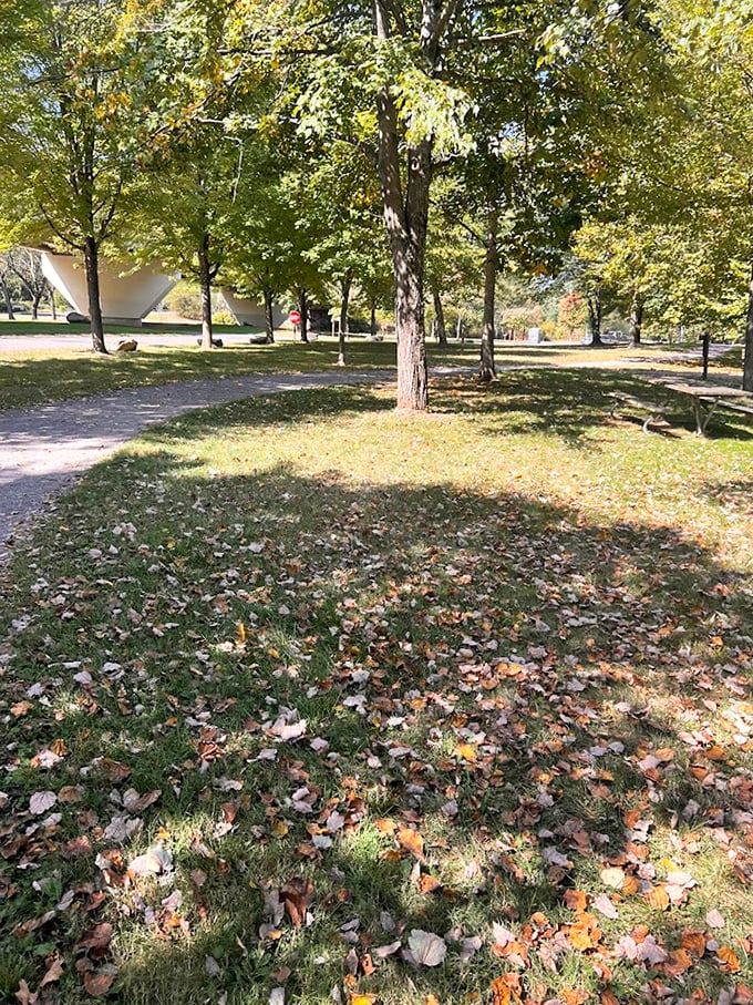 Nature's cathedral – sunlight filtering through the canopy creates stained-glass patterns on fallen leaves. Spiritual without the sermon.