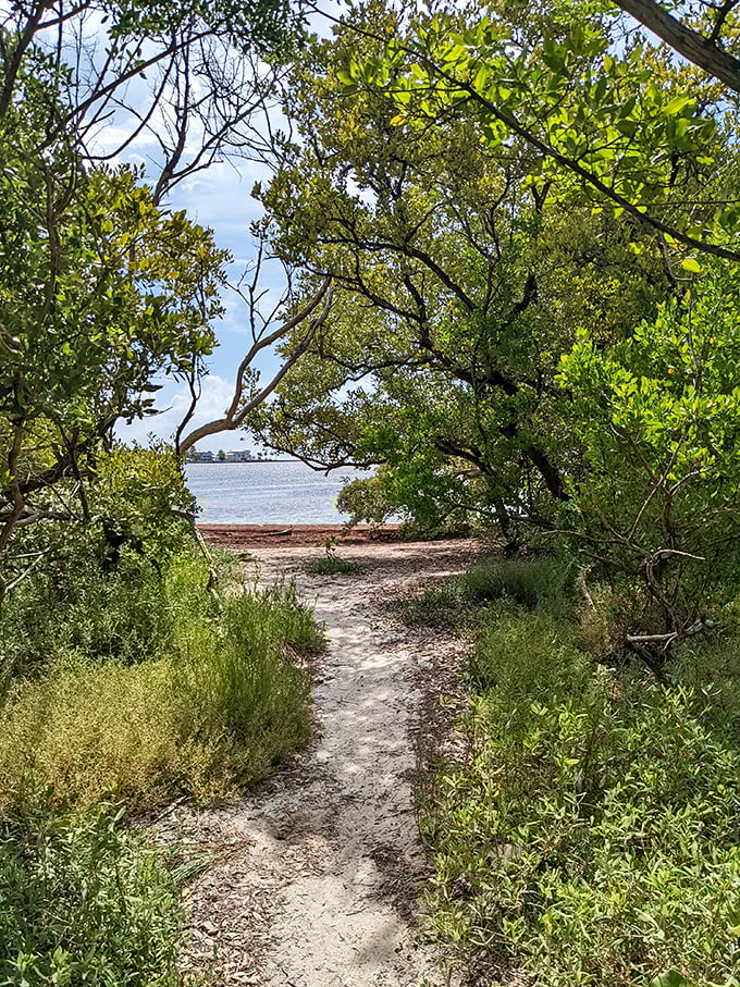 Nature frames its own masterpieces at Anne's Beach, creating pathways that feel like personal discoveries with every step.