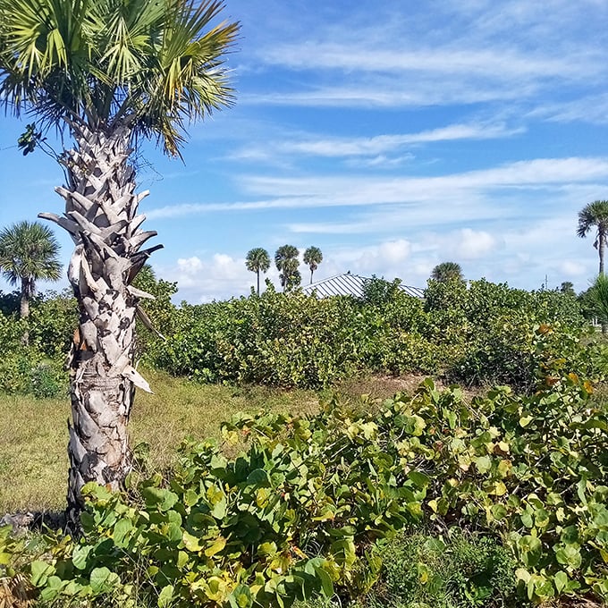 Cabbage palms stand sentinel over scrubland that looks deceptively simple but harbors one of Florida's most diverse and specialized ecosystems.