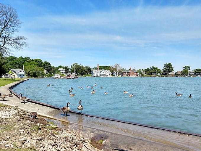 Canada geese: nature's unofficial welcoming committee. They've mastered the art of making every shoreline gathering look like a wildlife documentary.