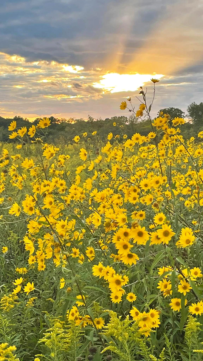 Nature's own light show – where Illinois sunflowers upstage the sunset in a competition of who can wear yellow more dramatically.