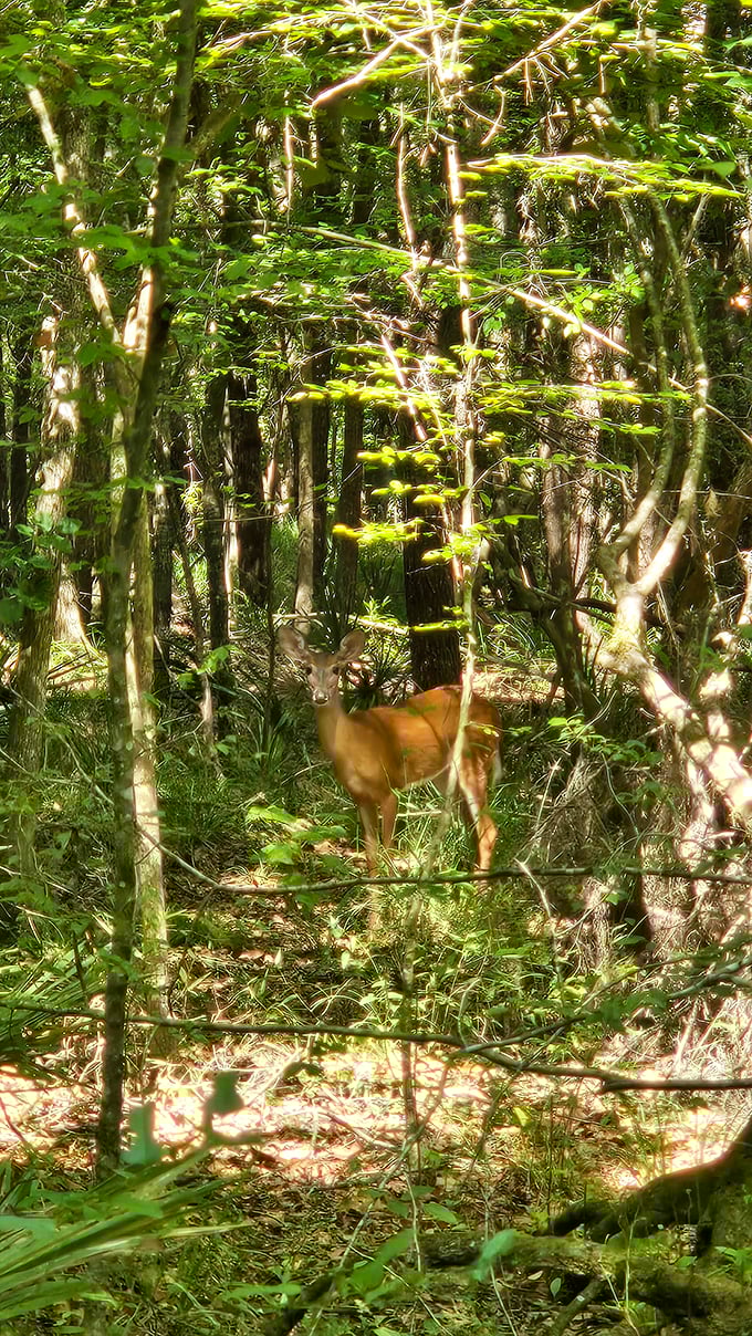 This curious deer proves you're never alone in Florida's forests – wildlife watching is just part of the package deal.
