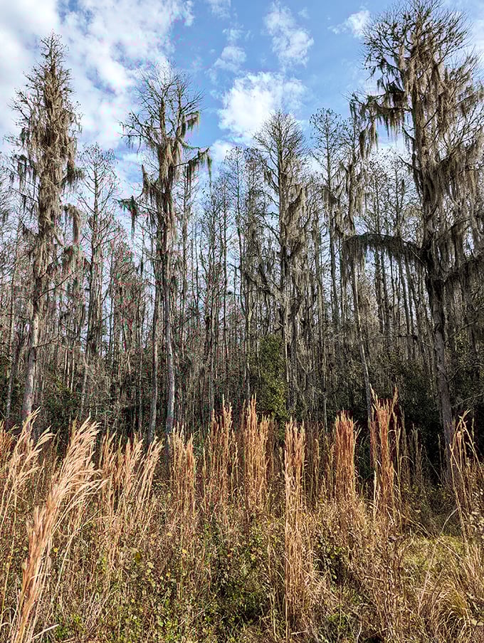 Spanish moss drapes these trees like nature's own decorator, creating a hauntingly beautiful backdrop straight from a Southern gothic novel.
