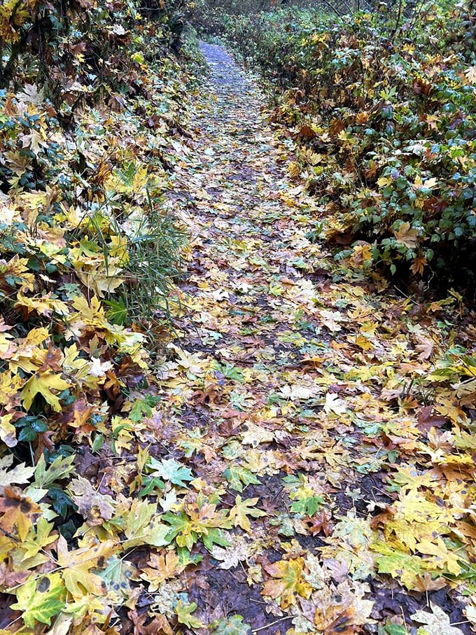 Fall transforms ordinary paths into golden carpets that crunch satisfyingly underfoot, nature's version of bubble wrap for your hiking boots.