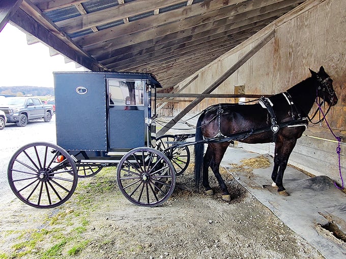 The horse and buggy—a reminder that in Amish Country, the most reliable transportation technology sometimes predates the combustion engine.