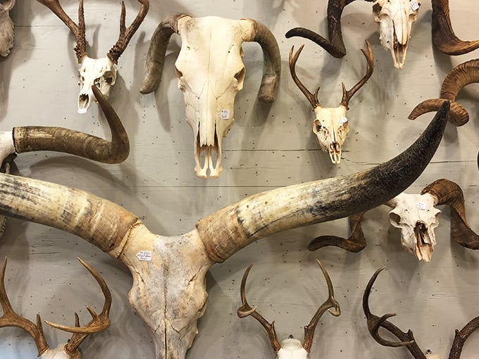 These longhorn skulls bring authentic Texas spirit to any space craving genuine Western character.