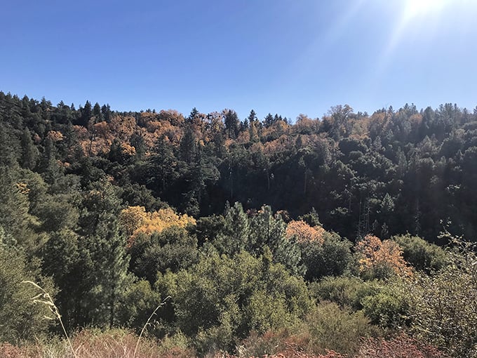Autumn's paintbrush transforms the forest into a patchwork quilt of greens and golds—nature's version of abstract expressionism on a mountainside canvas.
