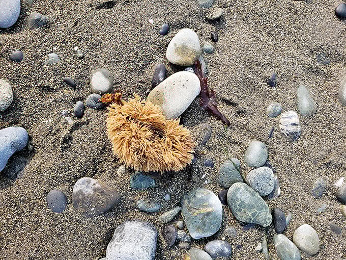 Marine treasures washed ashore – the ocean's version of a surprise gift box, minus the subscription fee and packaging waste.