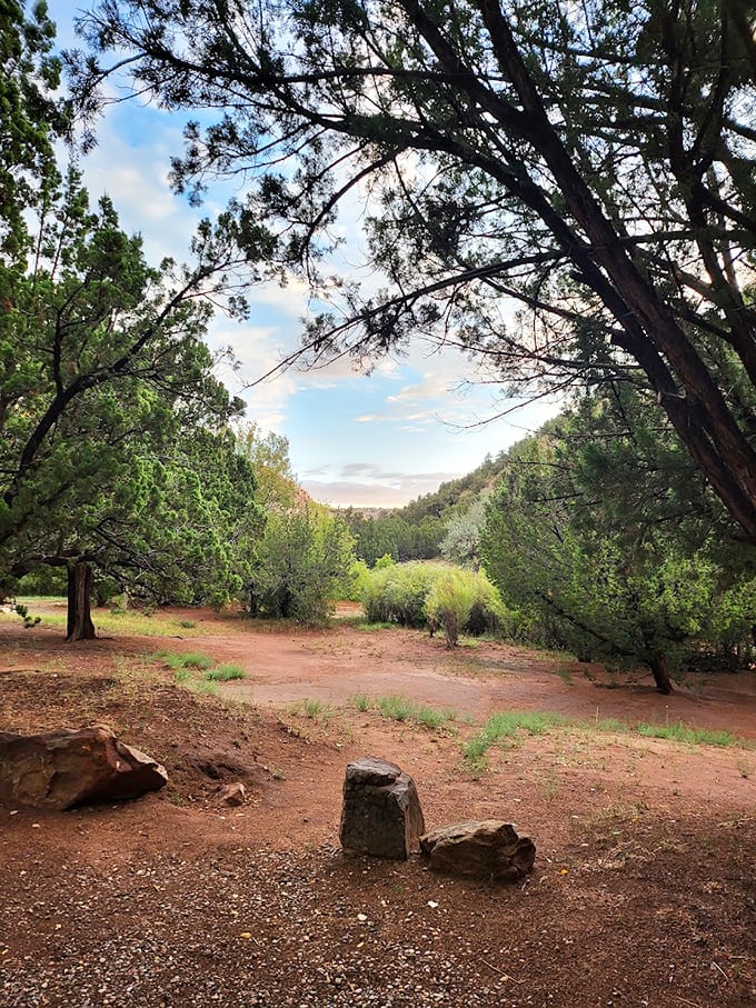 A tranquil clearing surrounded by pines—nature's version of the perfect living room, minus the TV and with much better air circulation.